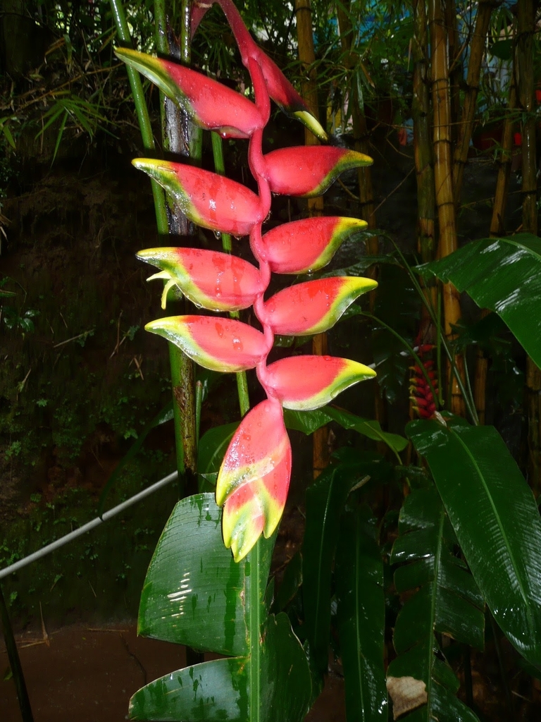 Hanging Lobster Claw Heliconia from Kerala on August 14, 2012 at 01:28 ...