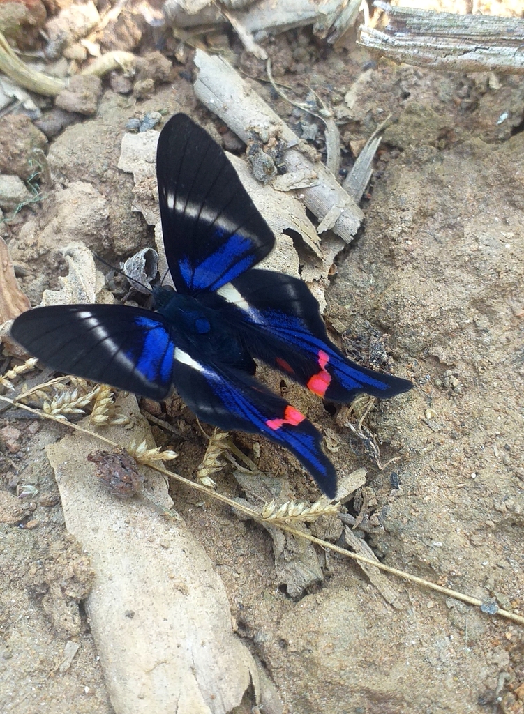 Periander Metalmark from Marcabelí, EC-EO, EC on September 01, 2022 at ...