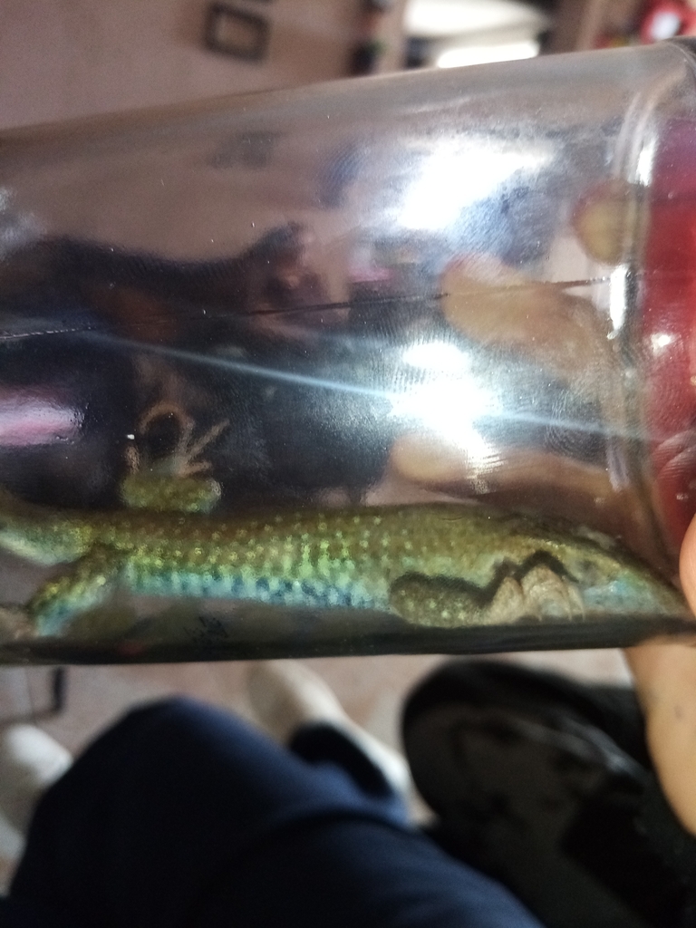 Whiptails and Tegus from Valencianita, Gto., México on September 18 ...