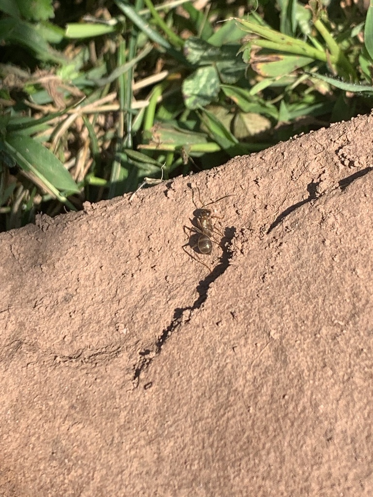 pallidefulva-group Field Ants in September 2022 by William Phillips ...