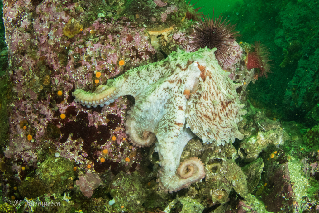 Giant Pacific Octopus from Alberni-Clayoquot, BC, Canada on August 25 ...