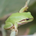 Lemon-yellow Tree Frog (Hyla savignyi) · iNaturalist