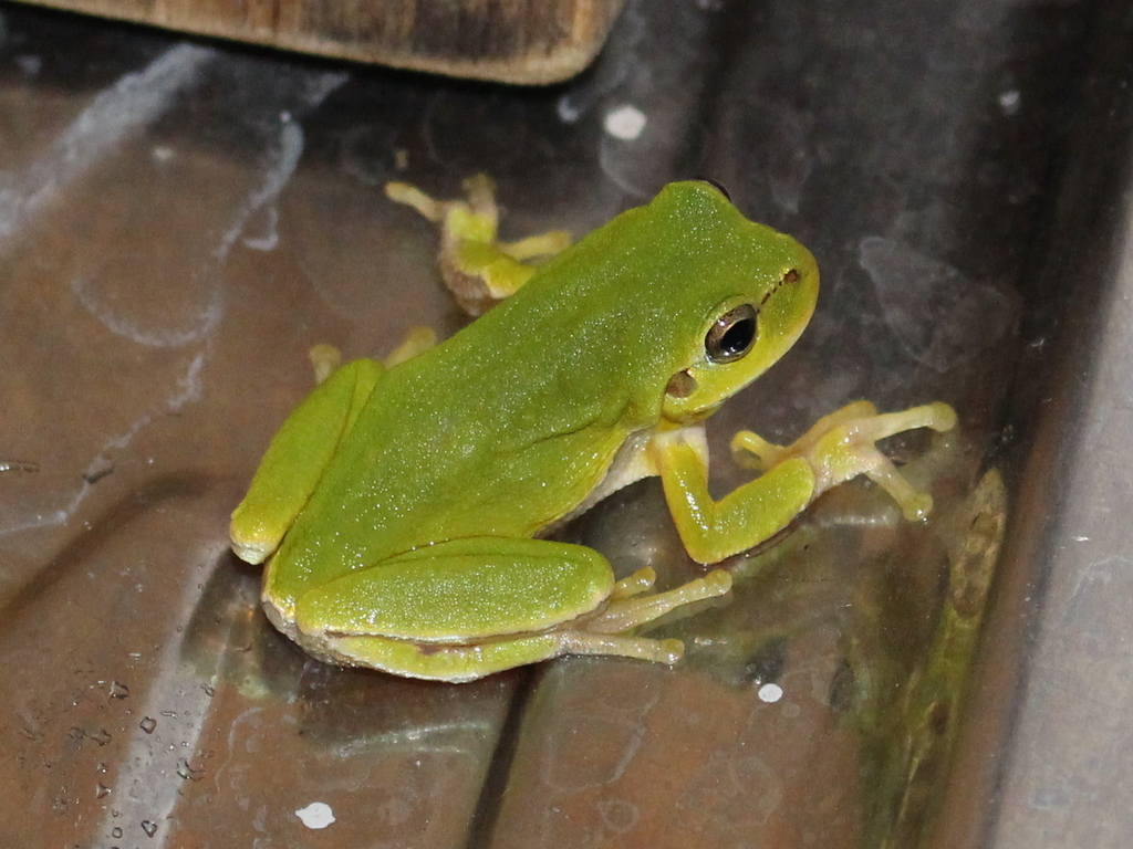 Eastern Tree Frog in September 2014 by artem · iNaturalist