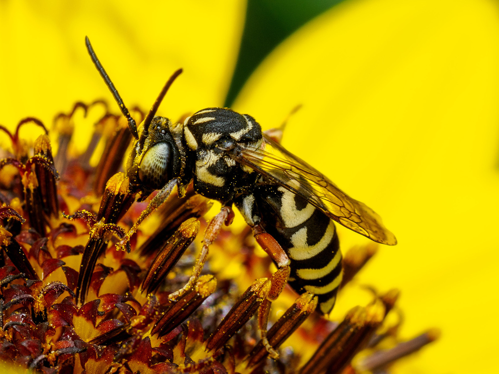Longhorn-cuckoo bees from W 5300 S, Murray, UT, US on September 18 ...
