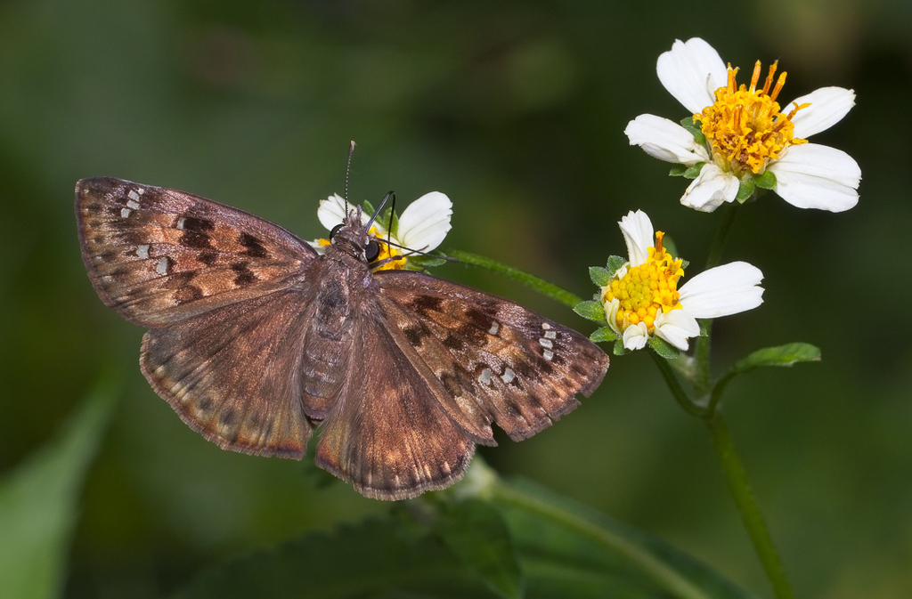 Horace's Duskywing in September 2022 by Sharon Shaw Milligan · iNaturalist