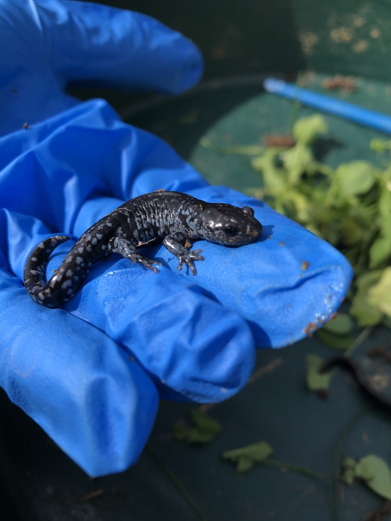 Blue-spotted Salamander from Magnetic Hill Zoo, Moncton, NB, CA on September 18, 2022 at 01:21 ...