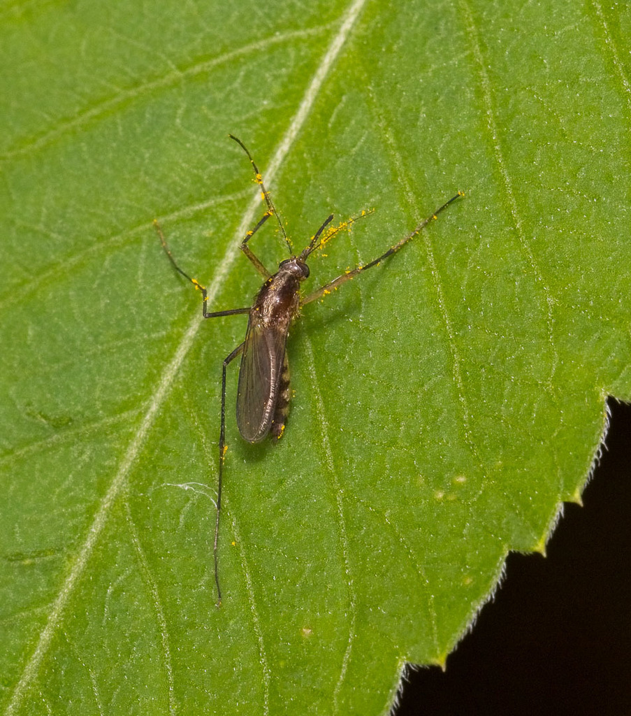 Ochlerotatus in September 2022 by Sharon Shaw Milligan · iNaturalist