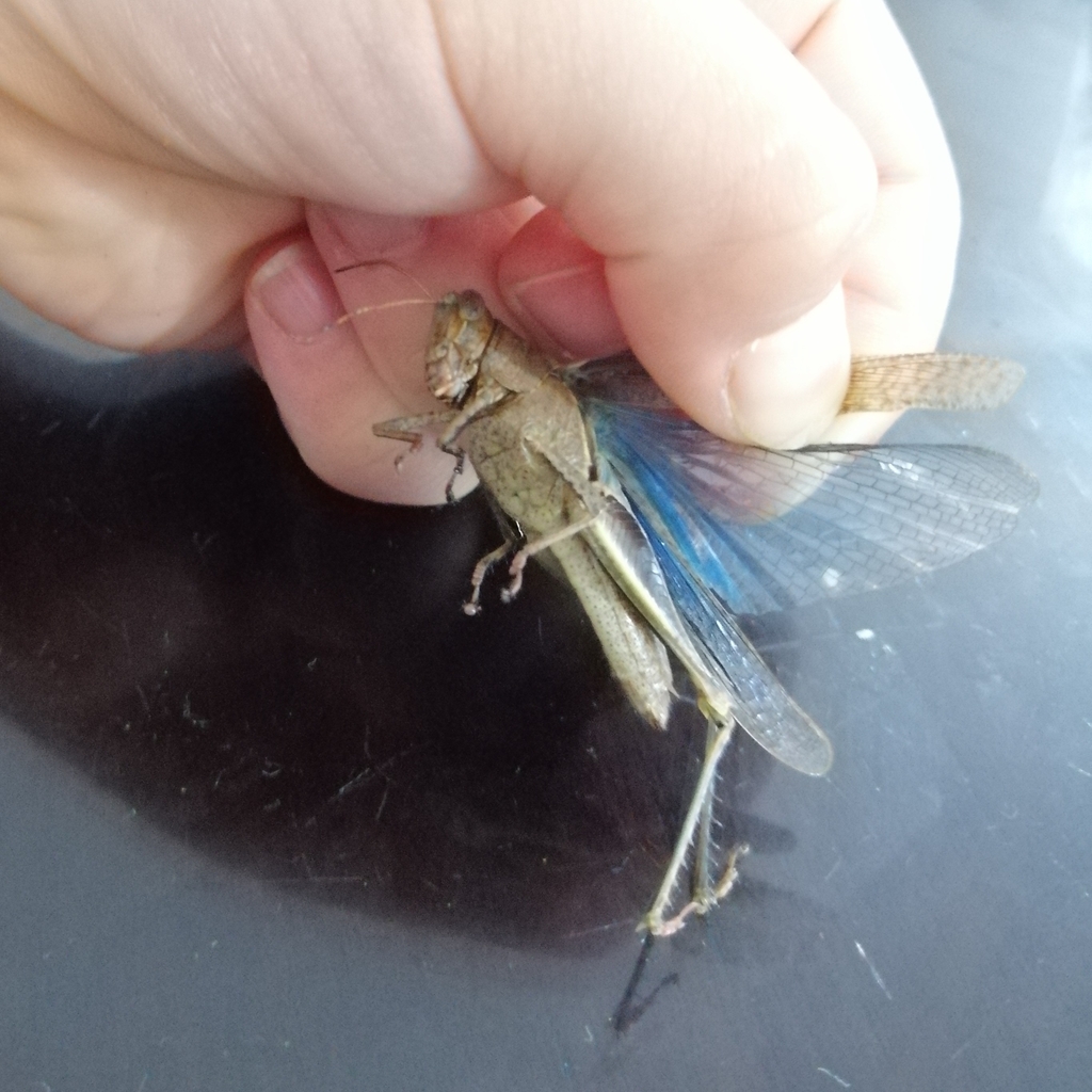 Abracris flavolineata from San Juan, Bolivia on September 18, 2022 at ...