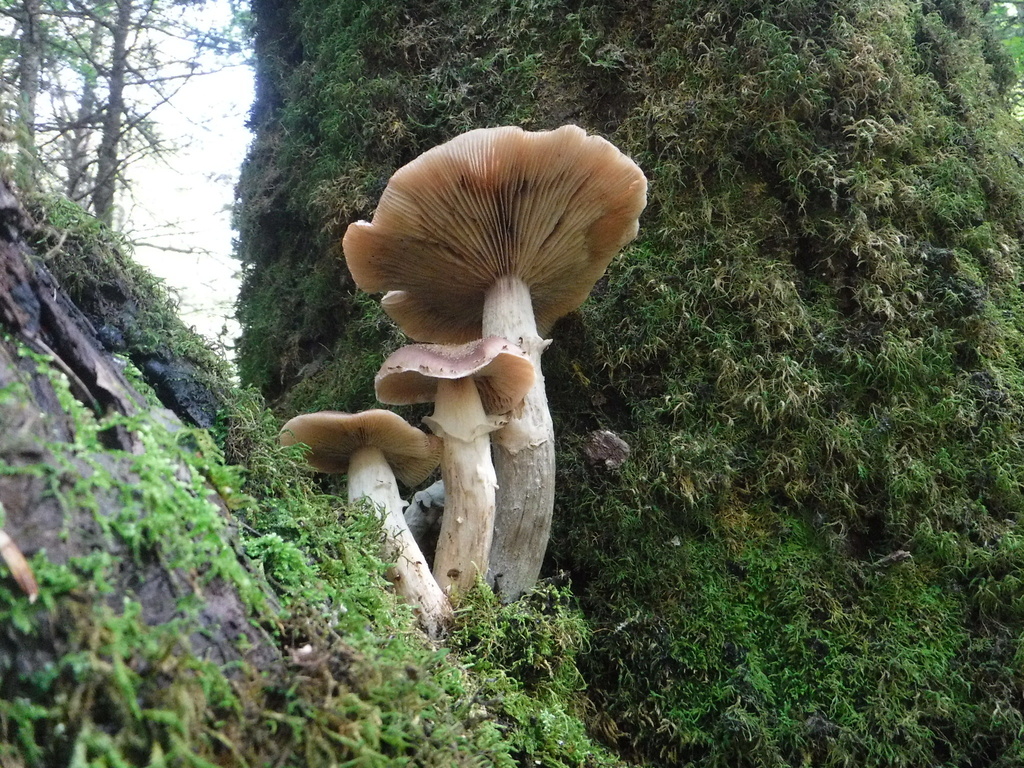 Bulbous Honey Fungus from George Washington & Jefferson National ...