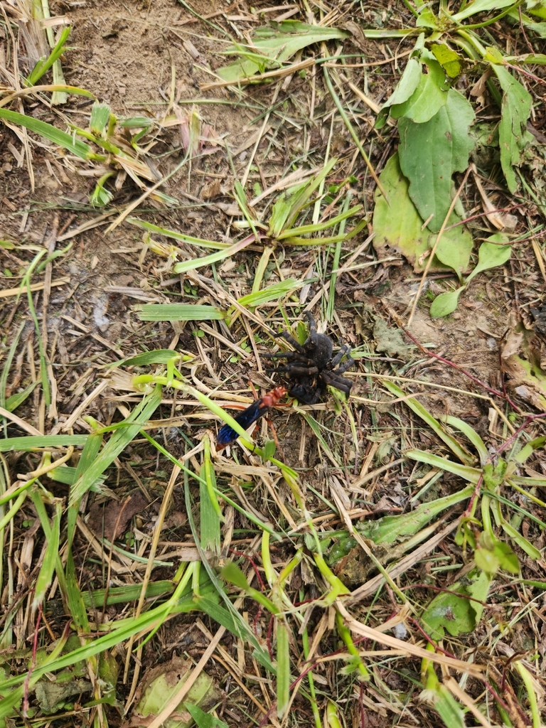 Woodland Giant Wolf Spider from Benton Township, OH, USA on September ...