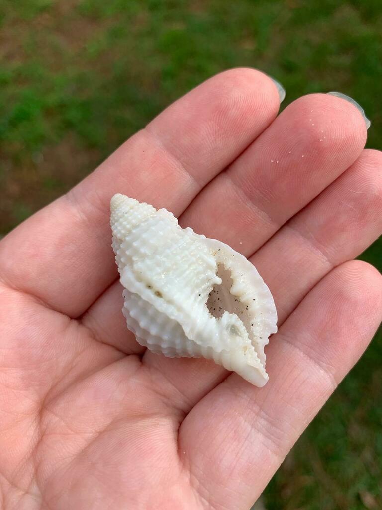 Atlantic Distorsio from Harrison County, MS, USA on September 17, 2022 ...