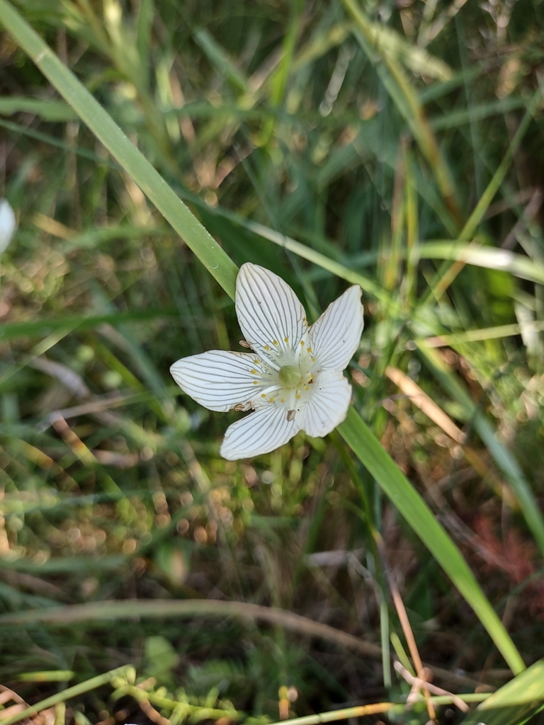 Fen Grass of Parnassus from MacGregor Point Provincial Park on ...