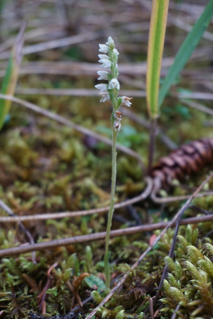 lesser rattlesnake plantain from Healy, AK, USA on July 30, 2022 at 10: ...