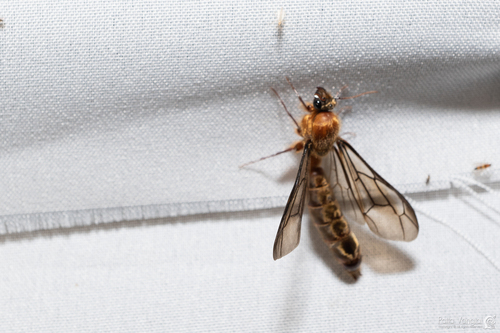 Observations by patta-v · iNaturalist