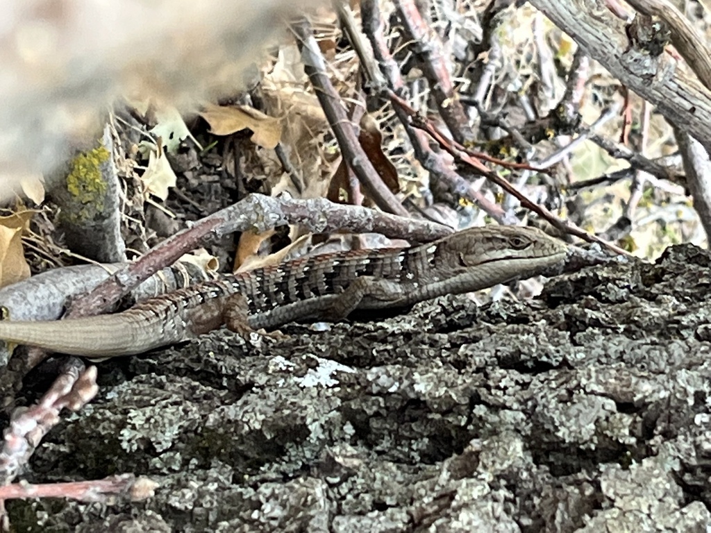 San Diego Alligator Lizard in September 2022 by K.E. Chael · iNaturalist