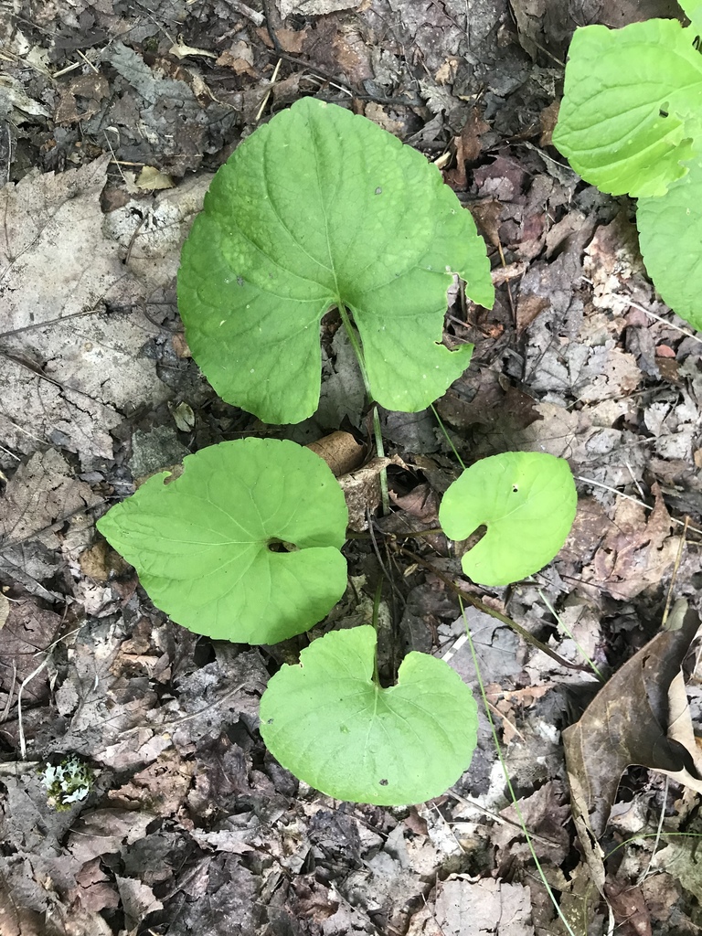 Canadian wild ginger from Craig Lake State Park, Lanse, MI, US on ...
