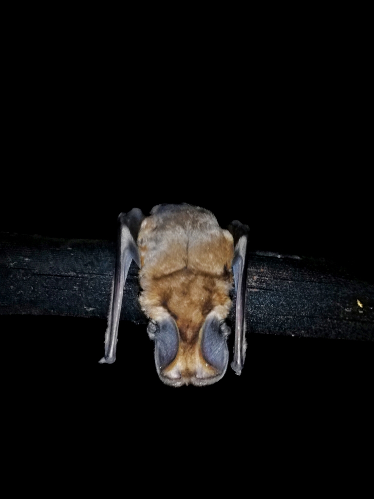 Western Bonneted Bat from La Plata, Huila, Colombia on August 9, 2021 ...