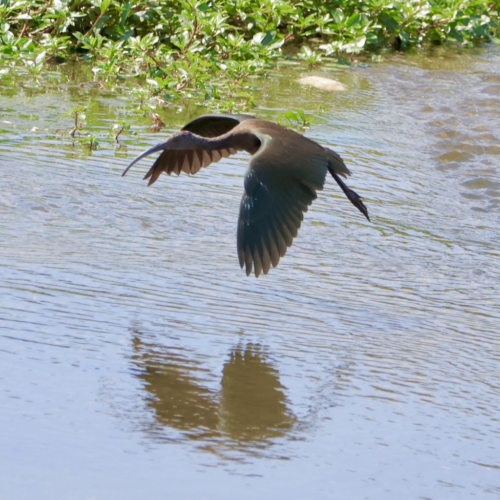White-faced Ibis from Sepulveda Basin Wildlife Reserve, Los Angeles, CA ...