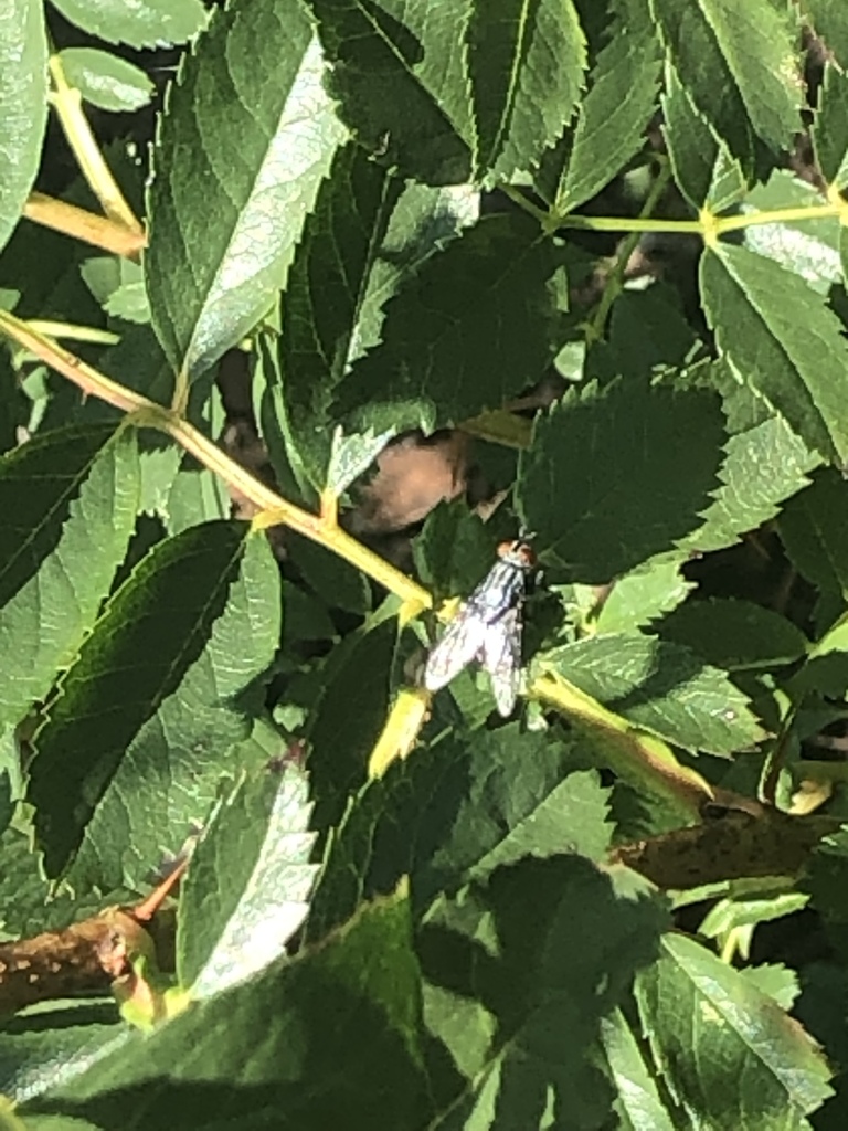 Calyptrate Flies from 99 Sherman St, Cambridge, MA 02138, USA on ...