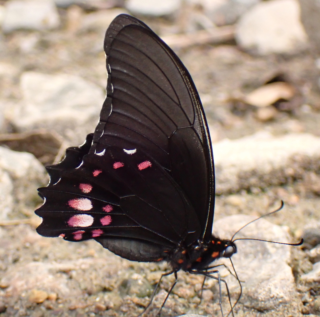 Ruby-spotted Swallowtail from Taisha, Ecuador on September 13, 2022 at ...