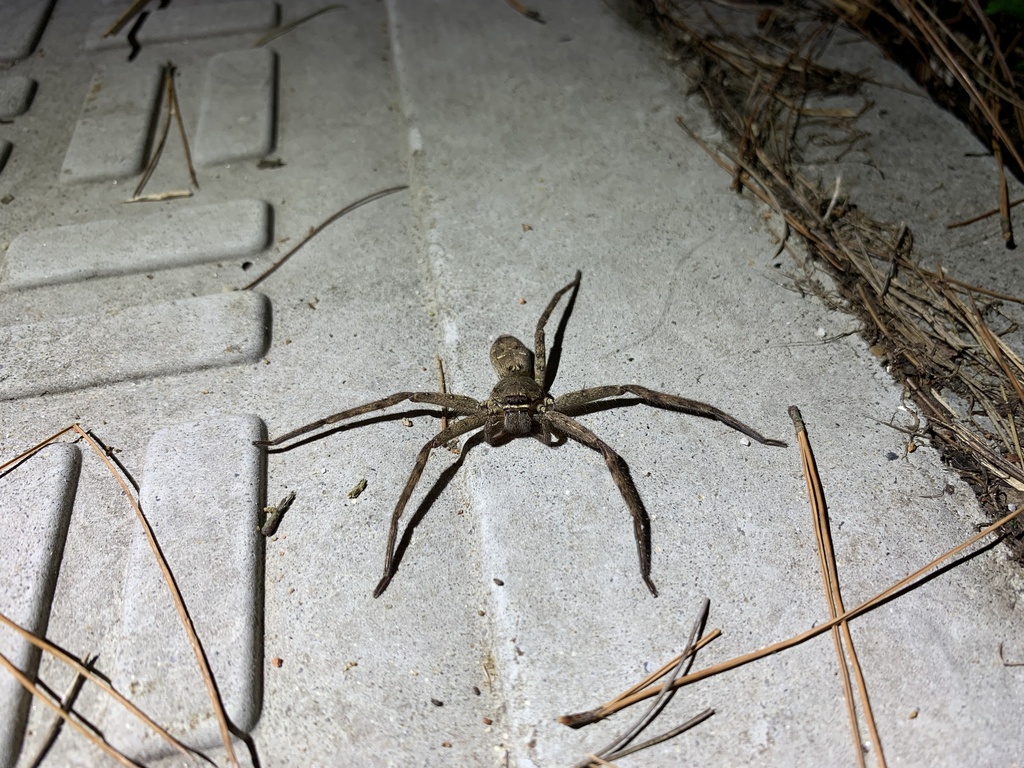 Pantropical Huntsman Spider from Guangxi, CN on October 31, 2020 at 11: ...