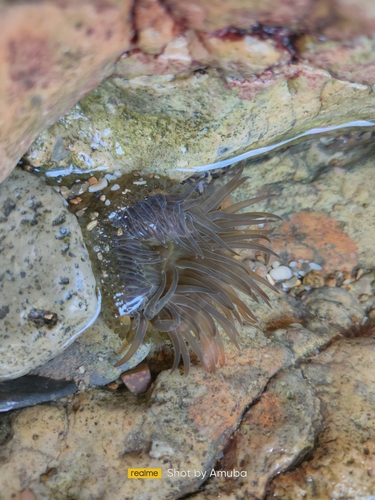 Anthopleura inornata · iNaturalist Mexico