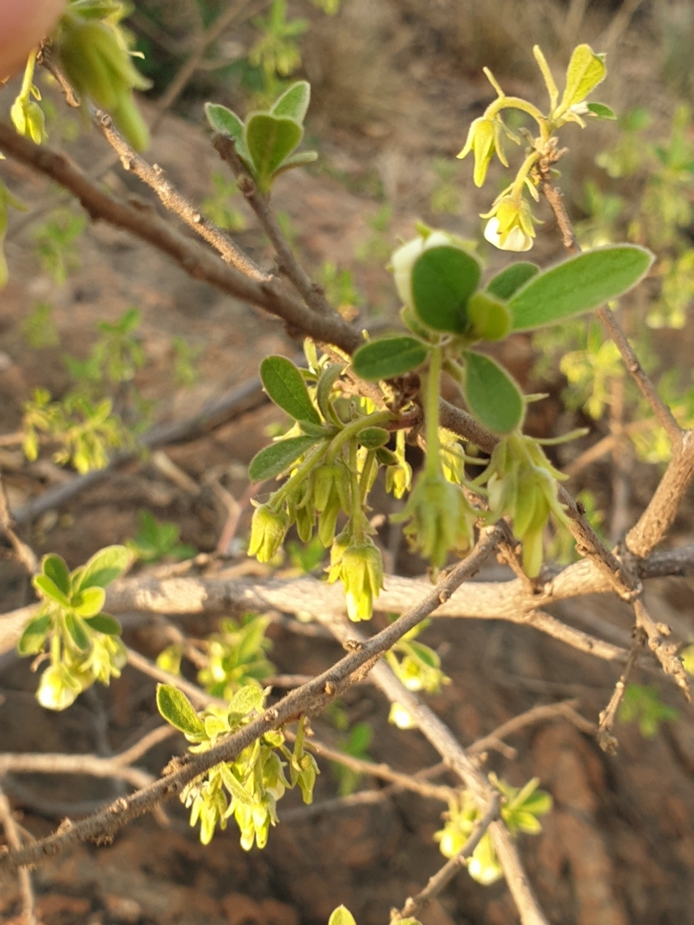 Transvaal Bluebush from Vlakplaats 354-Jr, Centurion, South Africa on ...
