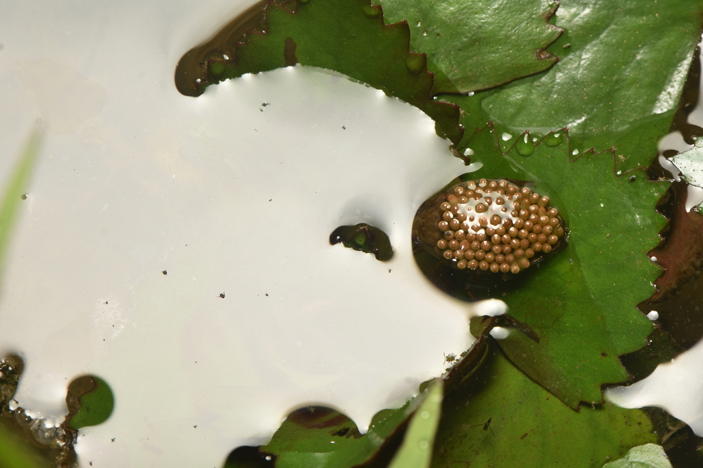 Diplonychus esakii in July 2022 by ph_hsu · iNaturalist