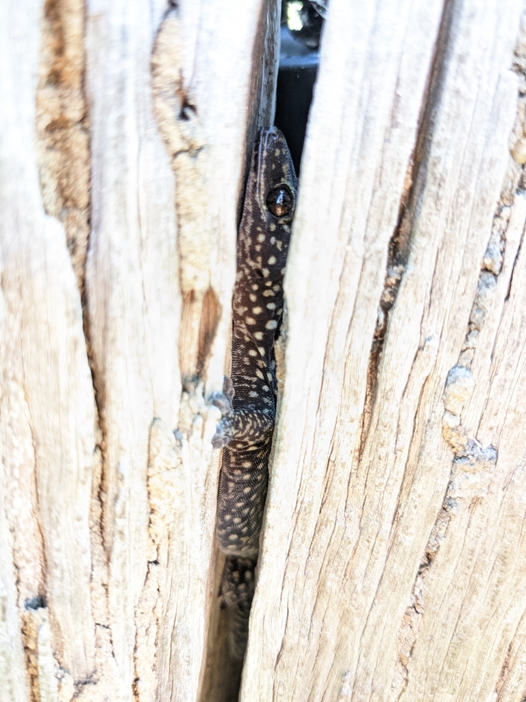 Southern Spotted Velvet Gecko from Morgan Park QLD 4370, Australia on ...