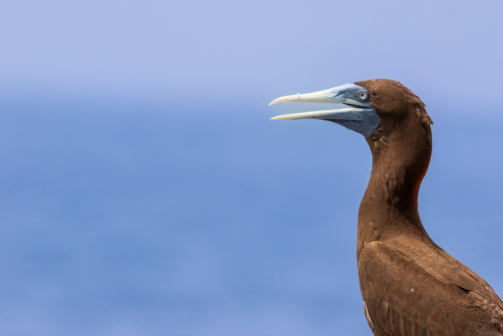 Boobies and Gannets (Sulidae) - Avian Discovery