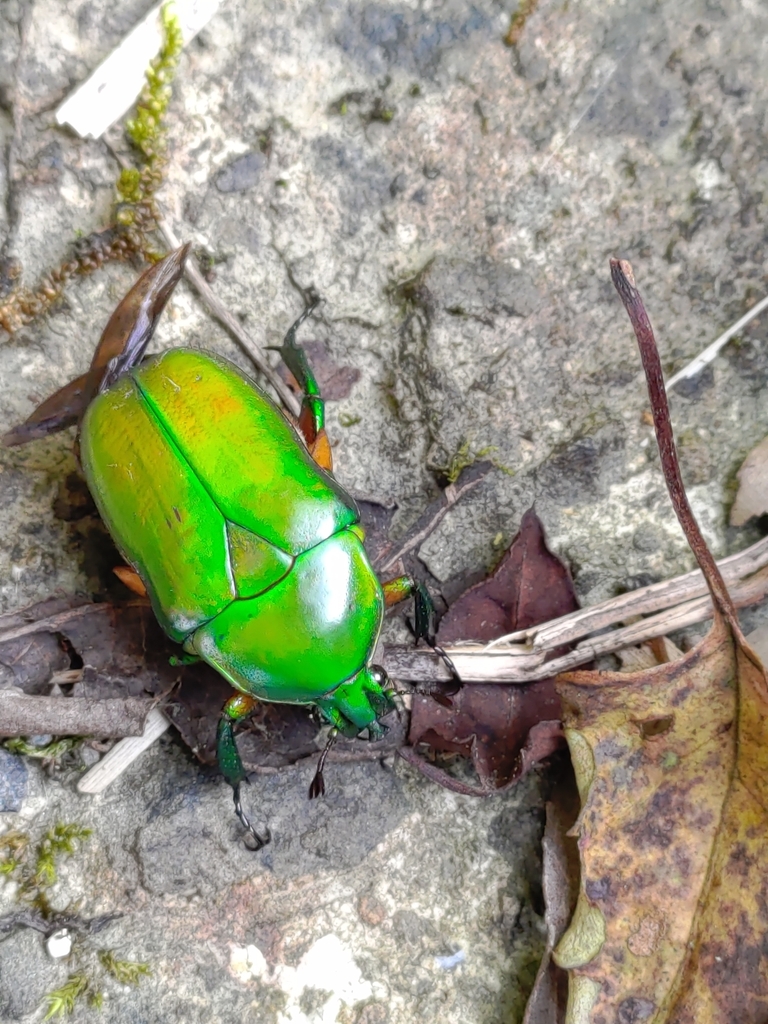 Goliath Beetles, Drone Beetles, and Allies from Nantou, TW-TA, TW on September 19, 2022 at 03:08 ...