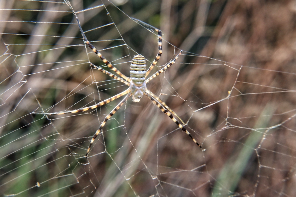 Banded Garden Spider from 29590 Málaga, España on September 19, 2022 at ...
