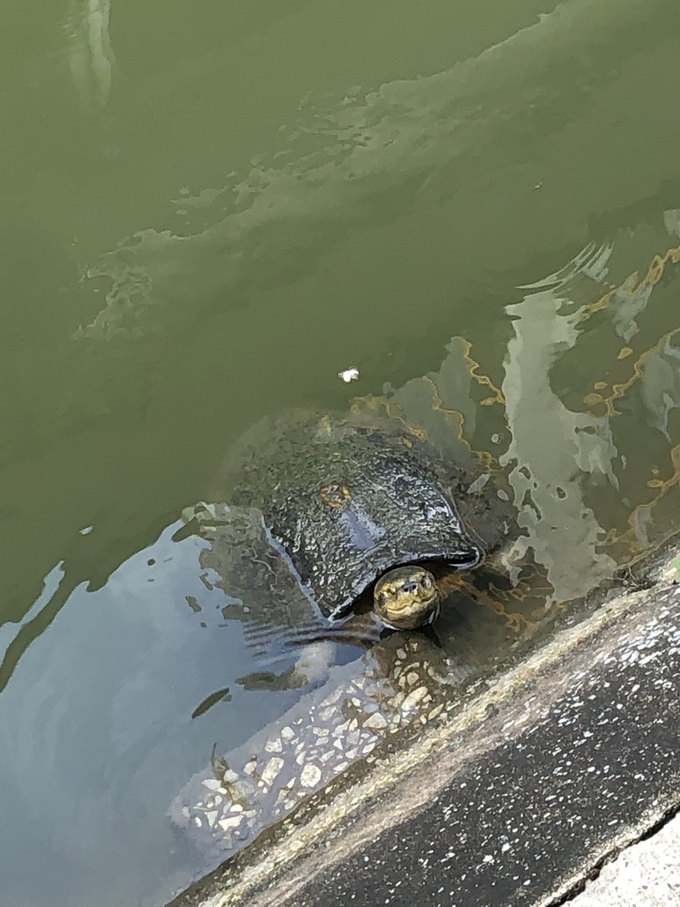 Yellow-headed Temple Turtle in September 2022 by Chayuda ...