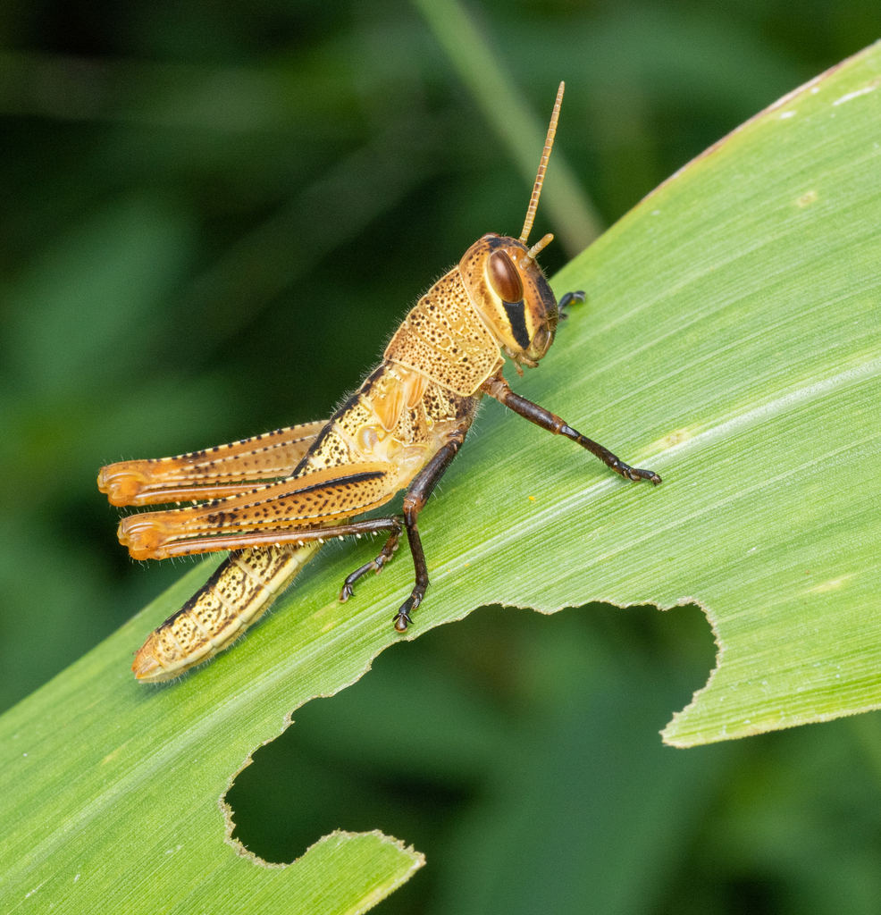 Patanga japonica in September 2022 by S Dowell · iNaturalist