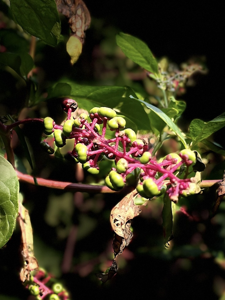 American pokeweed from Middleburg, VA, US on September 15, 2022 at 09:25 AM by Farah Alvarez ...