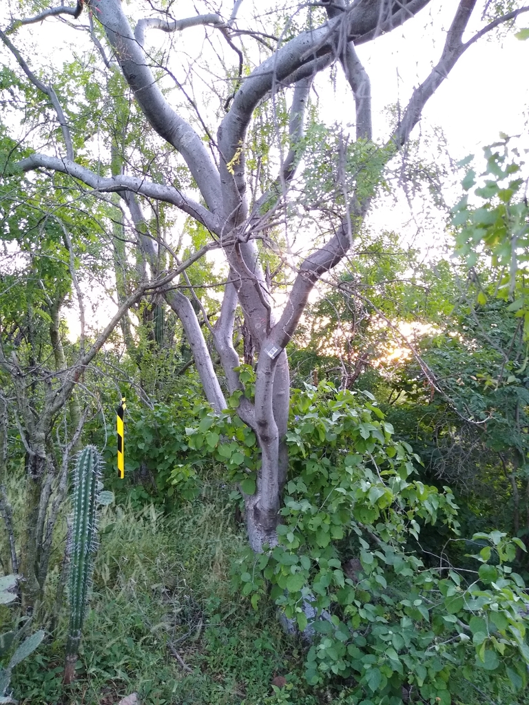 Torote prieto desde 85776 Son., México el 16 de septiembre de 2022 a ...