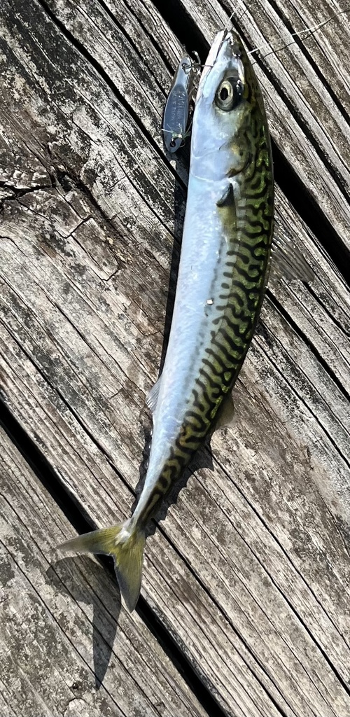 Atlantic Mackerel from Pacific St, Stamford, CT, US on September 18, 2022 at 03:11 PM by John ...