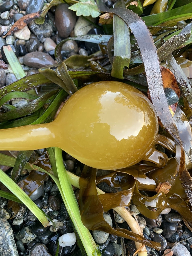Bull Kelp from Capital, BC, CA on September 18, 2022 at 06:27 PM by ...