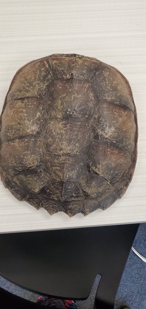 Common Snapping Turtle from 29th Ave & Linn-Mar crosswalk, Marion, IA ...