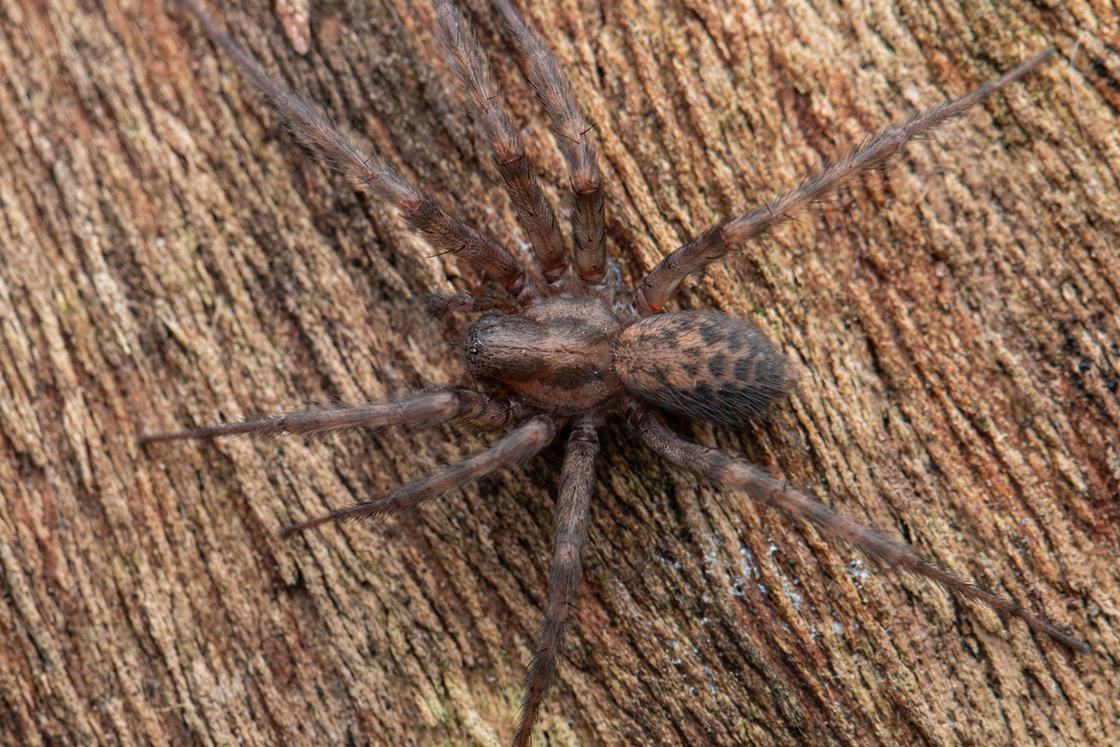 Spiders Pennsylvania Barn