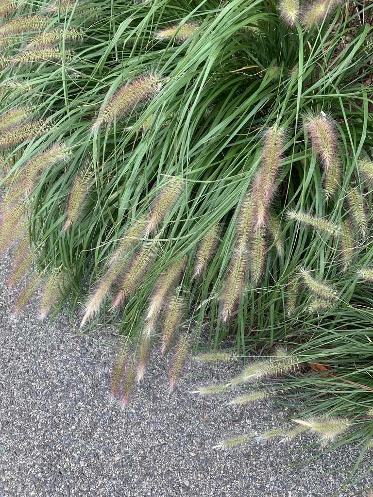 Sandburs from Medford, MA, USA on September 19, 2022 at 01:20 PM by ...