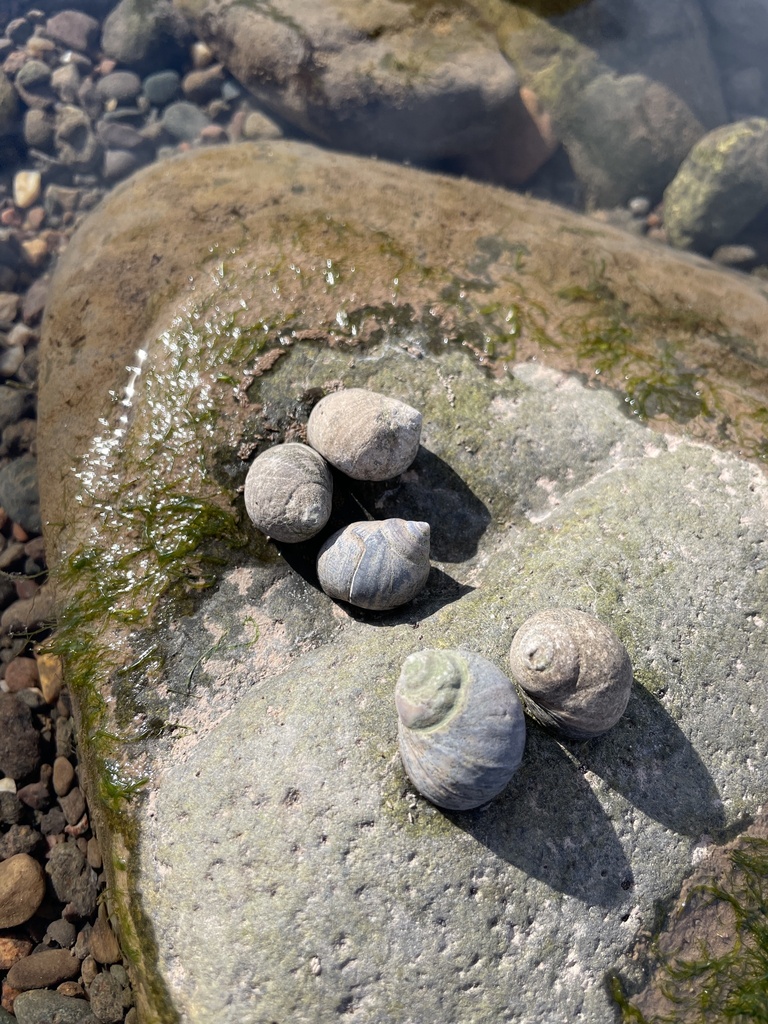 Common Periwinkle from Annapolis, CA-NS, CA on September 19, 2022 at 03 ...