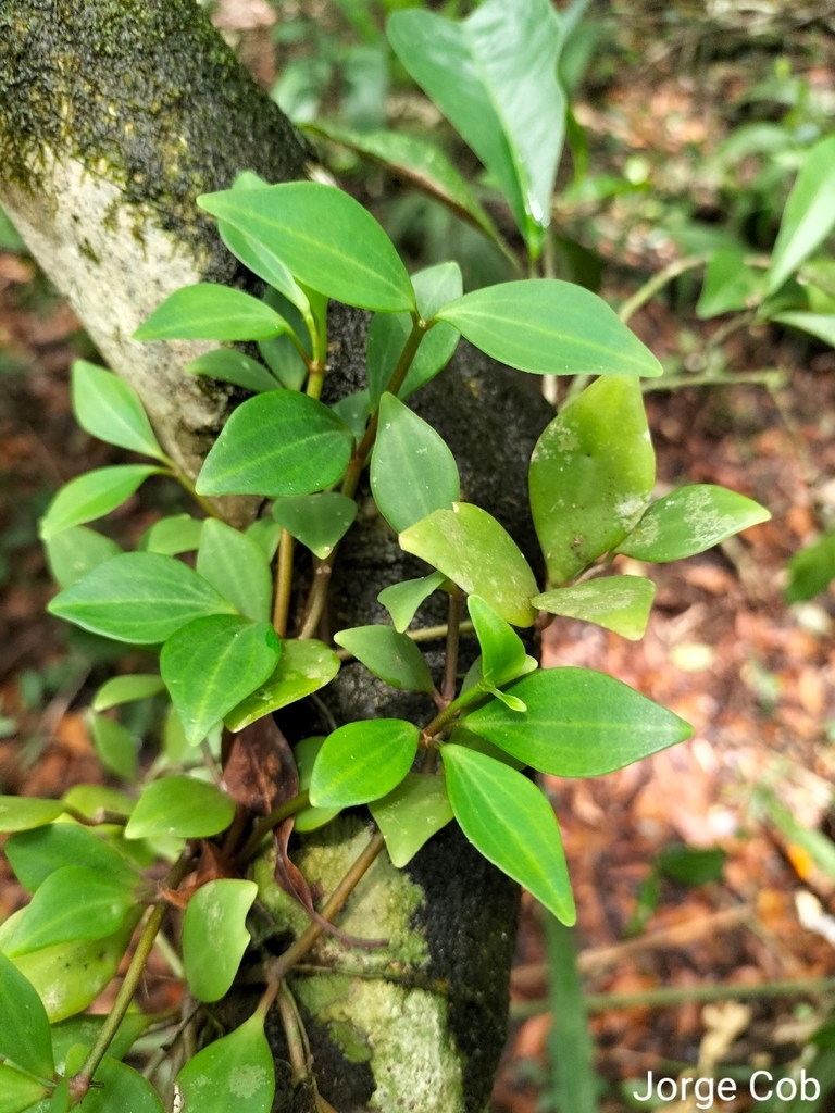 Peperomia humilis from 77785 Q.R., México by SJorgeLuiGMX · iNaturalist