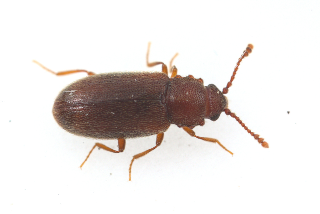 Cryptophagus from San Bernardino County, CA, USA on September 18, 2022 ...