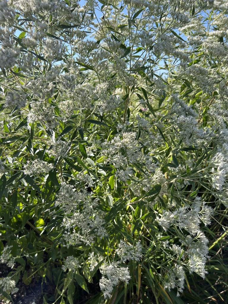bonesets from Cedar Valley Arboretum & Botanic Gardens, Waterloo, IA ...
