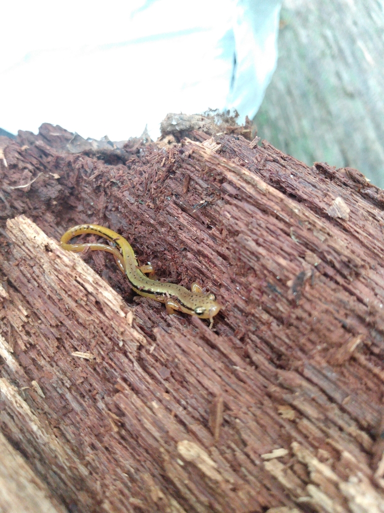 Blue Ridge Two-lined Salamander from Asheville, NC 28805, USA on ...