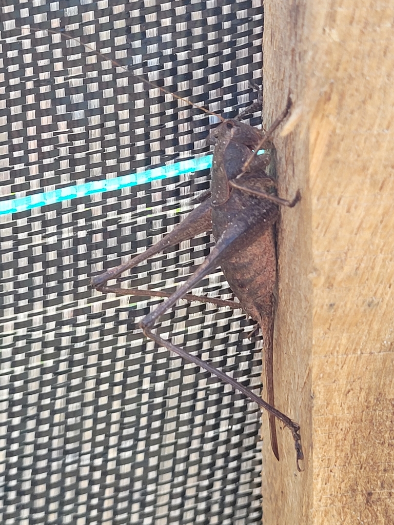 Shieldback Katydids from Florala, AL 36442, USA on September 19, 2022 ...