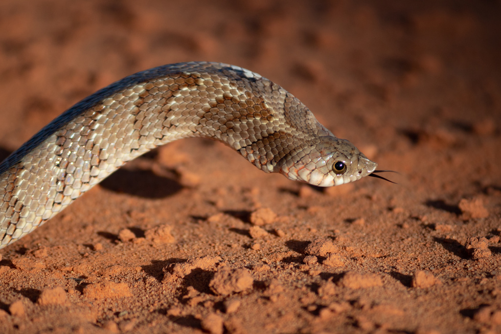 Xenodon nattereri from jaborandi, BA, BR on July 17, 2022 at 04:32 PM ...