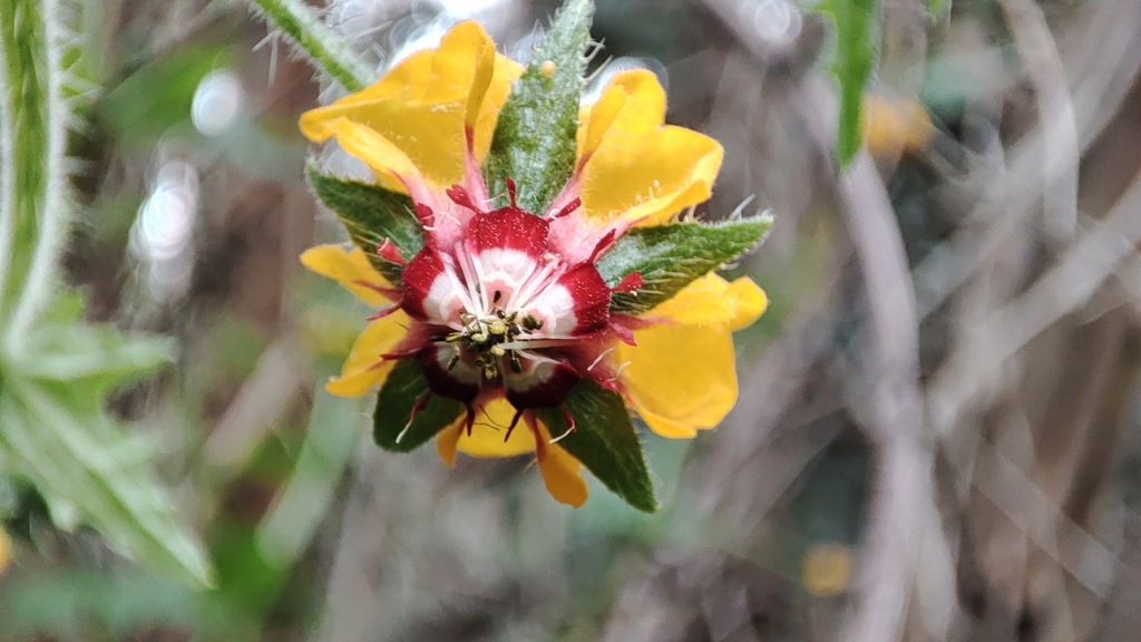 Loasa tricolor from Viña del Mar, Valparaíso, Chile on September 19 ...