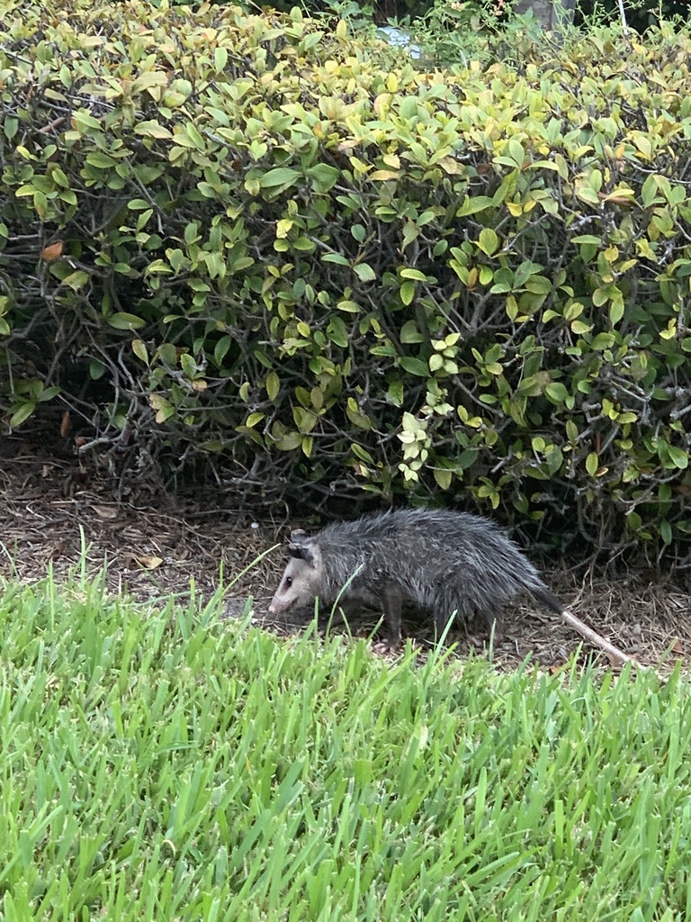 Virginia Opossum from Bad Dog Driving Range, Orlando, FL, US on ...